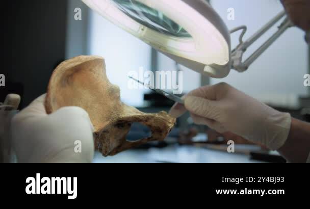 Close up shot of scientist measuring fossil bone of prehistoric extinct ...