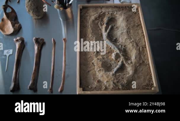 Specimen collection of fossil skulls, remains of ancient extinct human ...