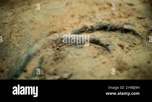 Close up shot of fossil remains of ancient human or animal ...