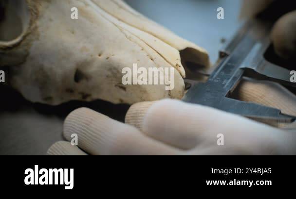 Close up shot of measuring bone of ancient human or animal using ...