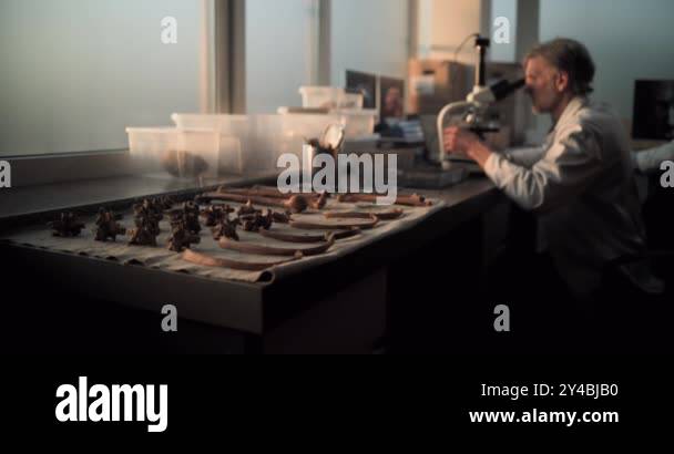 Archaeological lab: Mature scientist analyzes fossil sample using ...