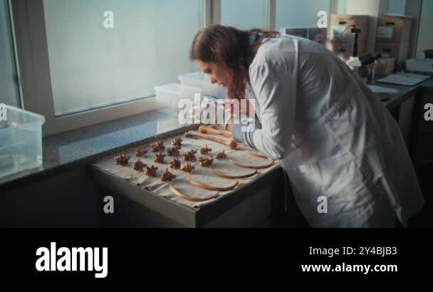 Female scientist works with specimen collection of fossil remains in ...