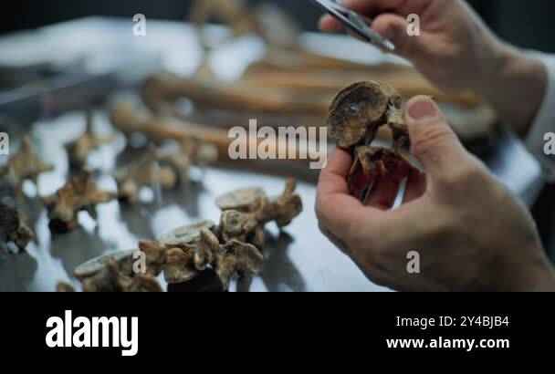 Close up of measuring bones of prehistoric human or animal using ...