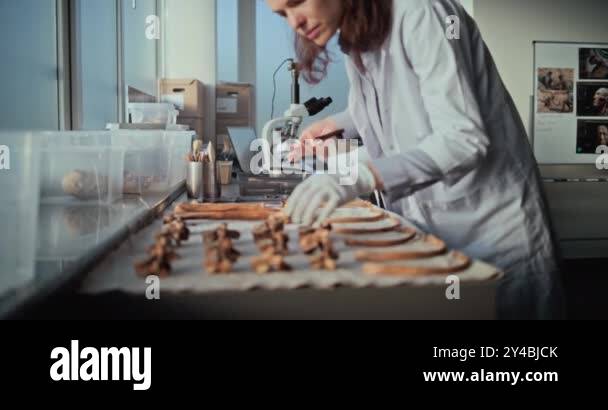 Female archaeologist or paleontologist examines bones of prehistoric ...