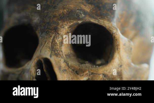 Close up shot of skull of ancient human after excavation. Prehistoric ...