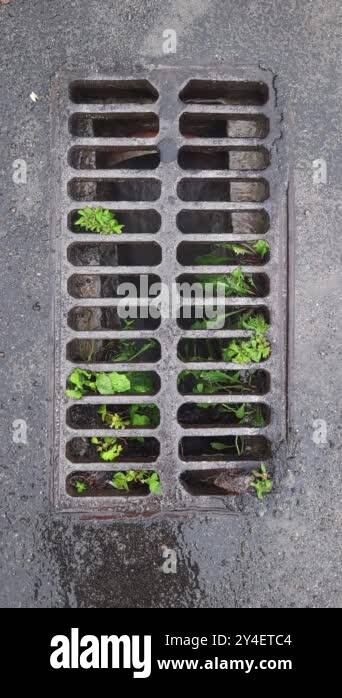 The metal gutter grid of the rainwater, through which plants sprout, on ...