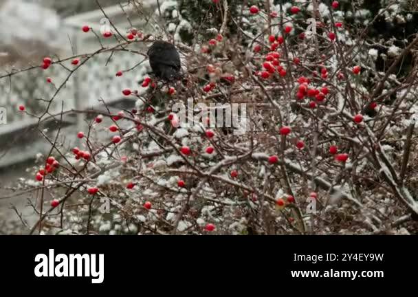 Rose hips bird Stock Videos & Footage - HD and 4K Video Clips - Alamy