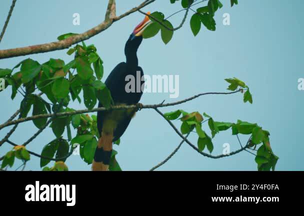 Specimen tree Stock Videos & Footage - HD and 4K Video Clips - Alamy