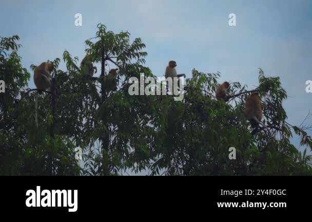 Monkey group isolated Stock Videos & Footage - HD and 4K Video Clips ...