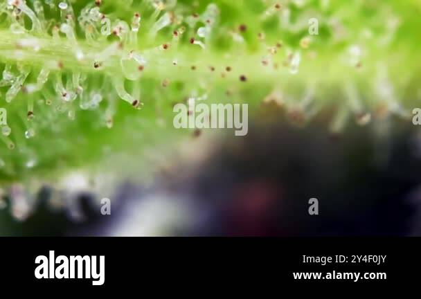 Magic Macro microscope video showing the milky trichomes on a cannabis ...