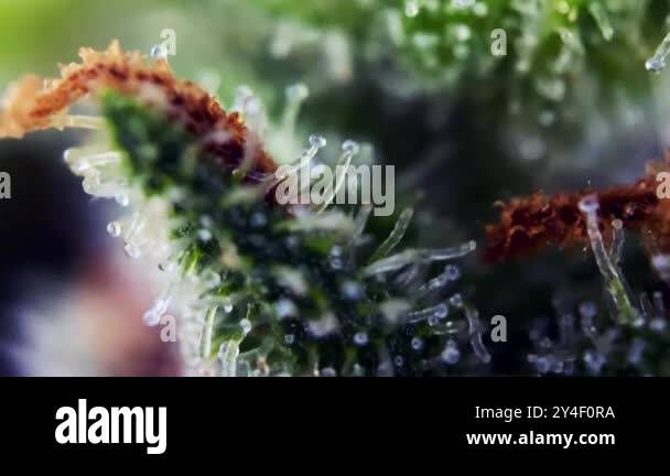 Smooth Macro microscope video showing the milky trichomes on a cannabis ...