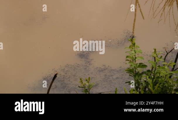 Amphibian romania Stock Videos & Footage - HD and 4K Video Clips - Alamy