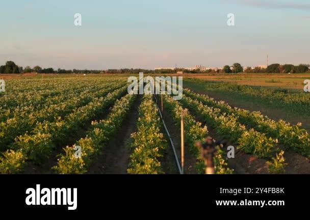 Horticultural layout Stock Videos & Footage - HD and 4K Video Clips - Alamy