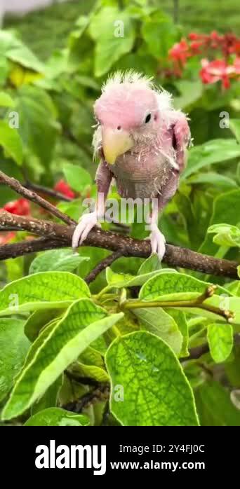 The video features a young, pink parrot chick perched on a branch in a ...