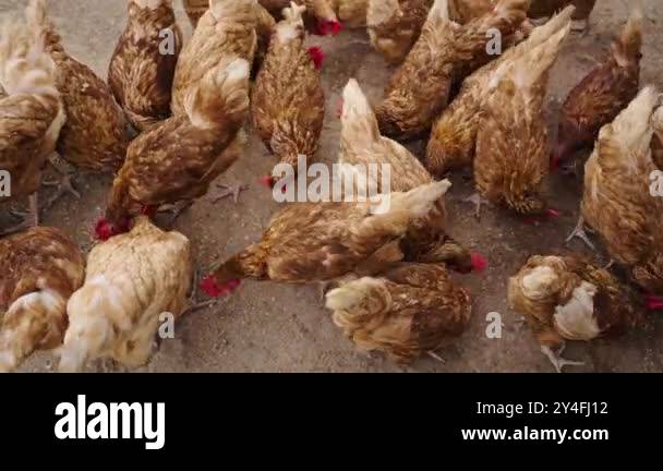 Hen chicken pecking grains Stock Videos & Footage - HD and 4K Video ...