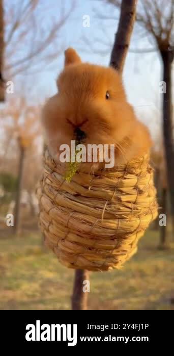 The video shows a cute, orange rabbit sitting in a woven basket ...