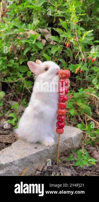 The video shows a small, white rabbit sitting on a rock, trying to eat ...