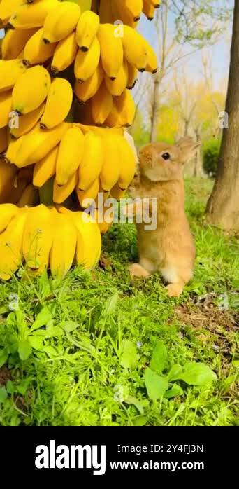 The video shows a small, orange rabbit standing on its hind legs ...