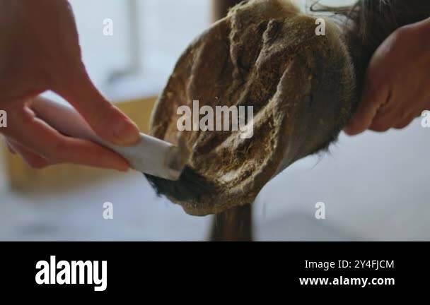 Unknown lady cleaning hoof stallion at barn closeup. Jockey girl ...