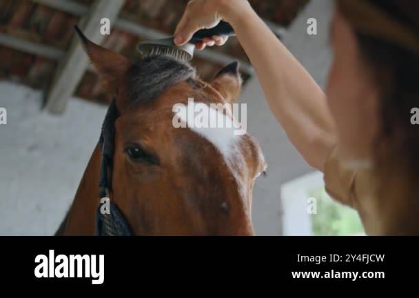 Cowgirl brushing brown horse mane at paddock closeup. Unrecognizable ...