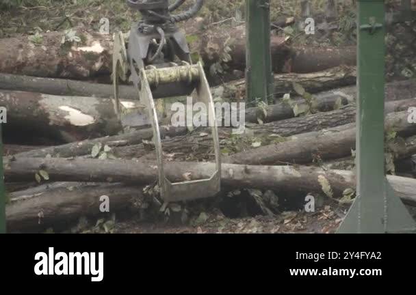 A machinery attachment grips logs in a forest clearing, ready for ...