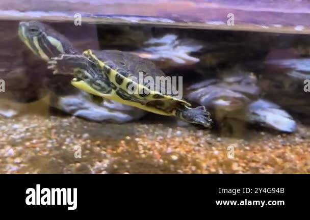 Aquatic life forms Stock Videos & Footage - HD and 4K Video Clips - Alamy