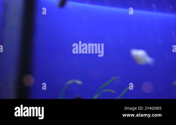 Harmonious ecosystem Stock Videos & Footage - HD and 4K Video Clips - Alamy