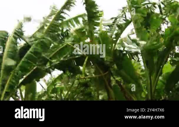 Super Typhoon Yagi Devastating Northern Vietnam causes heavy rain ...