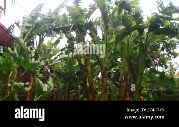 Super Typhoon Yagi Devastating Northern Vietnam causes heavy rain ...