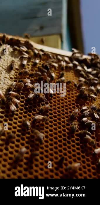 Queen frame beehive honey bees Stock Videos & Footage - HD and 4K Video ...