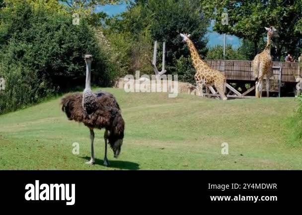 Animal kingdom structure Stock Videos & Footage - HD and 4K Video Clips ...