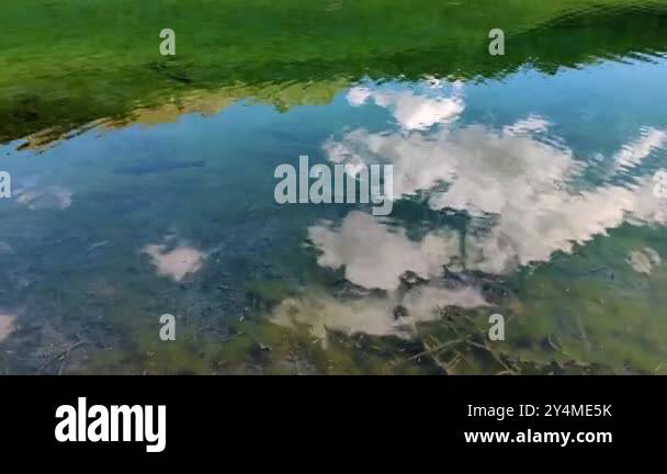 A serene view of a fish swimming below a reflective water surface in a ...
