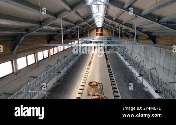Modern Dairy Farm Interior with Automated Feeding System and ...