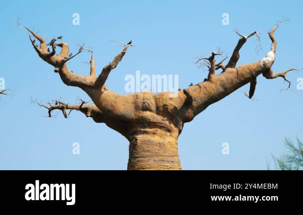 A striking baobab tree, distinguished by its unusual, twisted branches ...