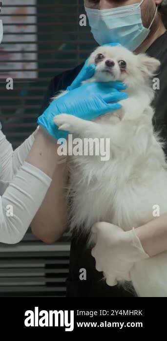 Vertical of Caucasian female vet in uniform examining Pomeranian eyes ...