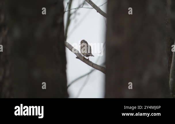 White winged snow finch Stock Videos & Footage - HD and 4K Video Clips ...