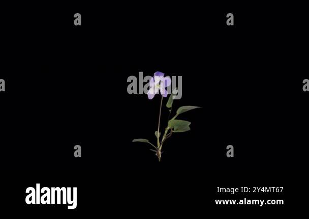 Flowering Plant blowing in the wind. Wind blows the Flower Plant ...