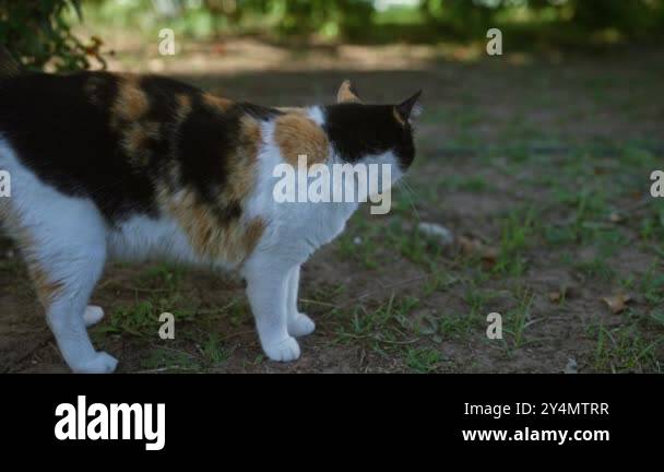 A tricolored cat exploring the outdoor garden area with green ...