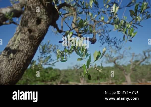 A close-up view of olive tree branches with fresh green leaves and a ...