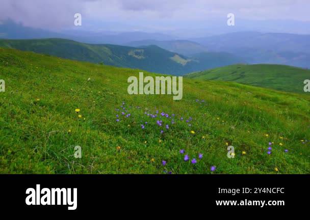 Wildflowers in alpine zone Stock Videos & Footage - HD and 4K Video ...