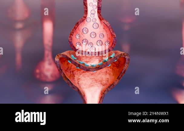 Muscarinic Acetylcholine receptors, muscle fiber sarcolemma ...