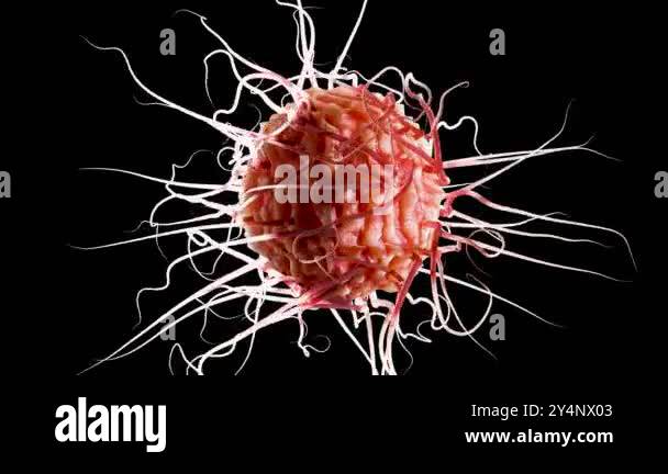 Peritrichous Bacteria with lot of flagellum, harmful bacillus with long ...