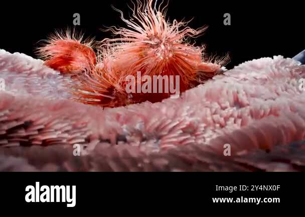 Peritrichous Bacteria with lot of flagellum, harmful bacillus with long ...