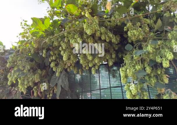 A hop plant with clusters of hop cones, shown in an outdoor, natural ...