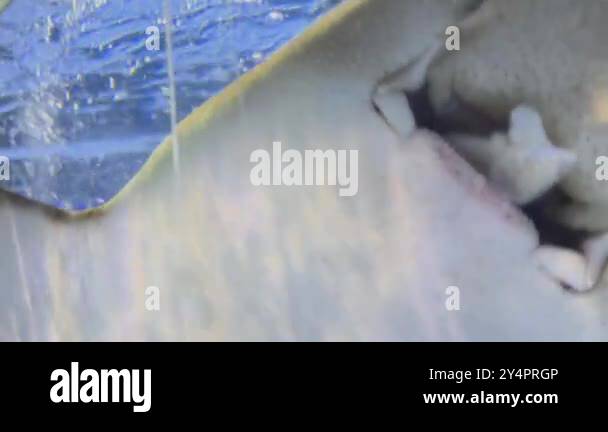 Shark bite Stock Videos & Footage - HD and 4K Video Clips - Alamy