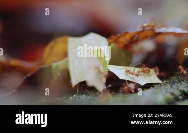 Leaf cutter ants walk along the trunk of a fallen tree and carry leaves ...