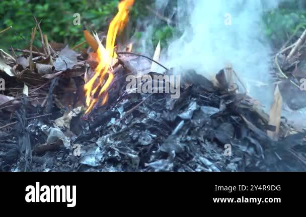 Black and white leaf litter Stock Videos & Footage - HD and 4K Video ...