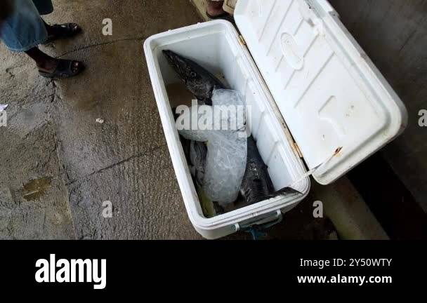 Fish market in Tobago and Trinidad. A large fish cooling in an ice box ...