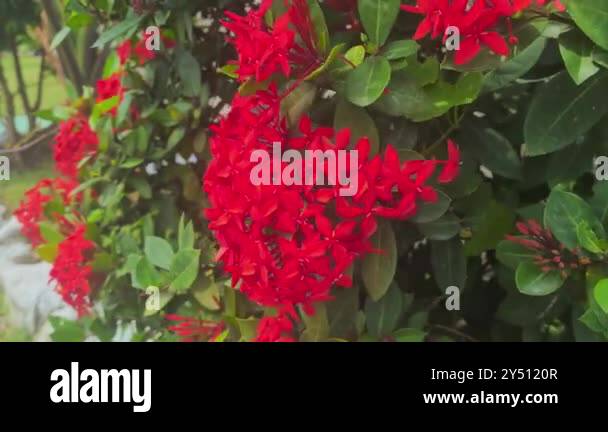 Ashoka tree blooming flowers and leaves.Saraca asoca, commonly known as ...