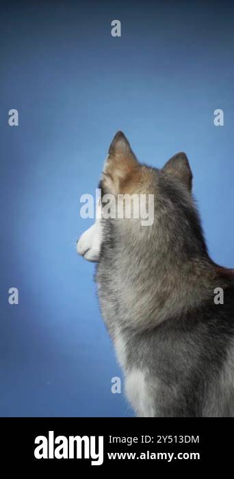 Side profile dog Stock Videos & Footage - HD and 4K Video Clips - Alamy